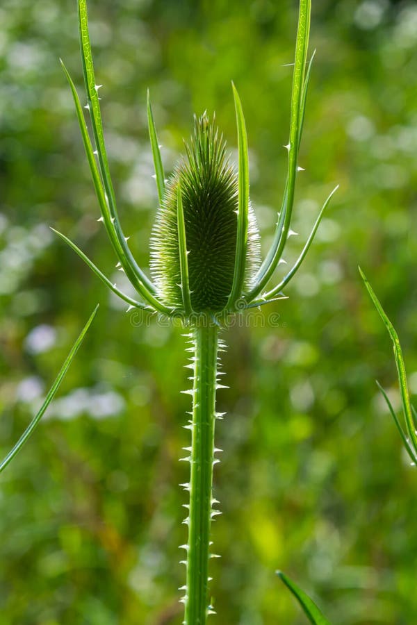 Flowers of Wild Teasel in Autumn, Also Called Dipsacus Fullonum or ...