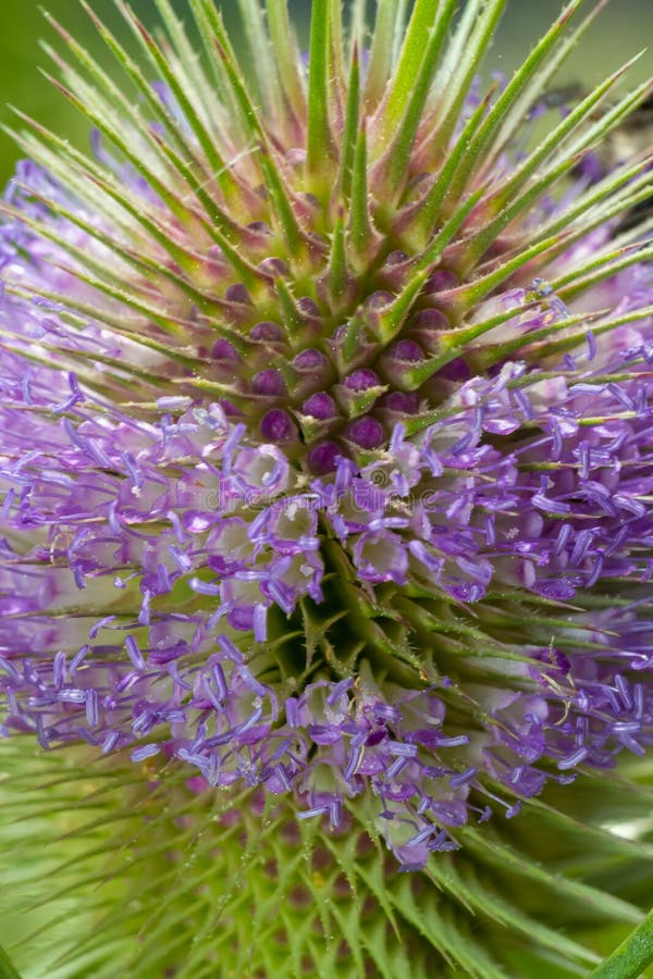 Flowers of Wild Teasel in Autumn, Also Called Dipsacus Fullonum or ...