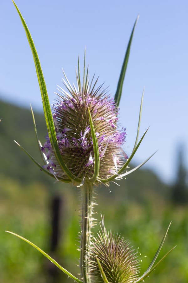 Flowers of Wild Teasel in Autumn, Also Called Dipsacus Fullonum or ...
