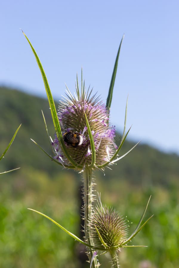Flowers of Wild Teasel in Autumn, Also Called Dipsacus Fullonum or ...