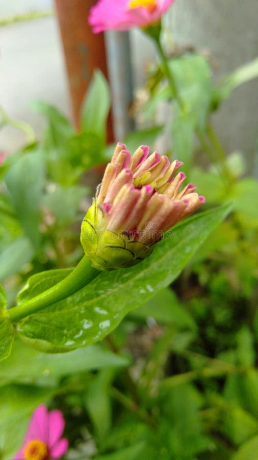 Flowers that will bloom stock photo. Image of lowers - 207525704