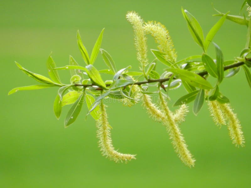 Flowers Willow on a Magic Green Background Stock Image - Image of ...