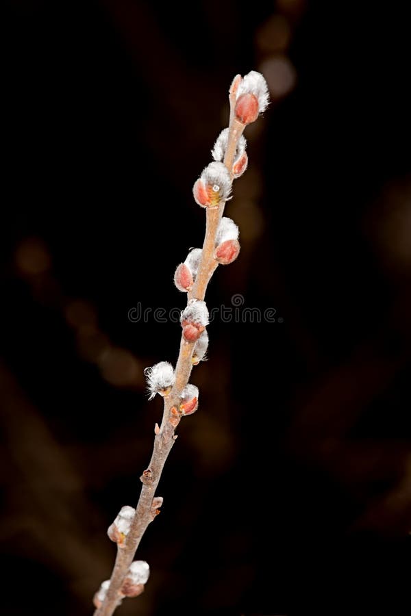 Willow in spring stock image. Image of growing, flying - 68792073