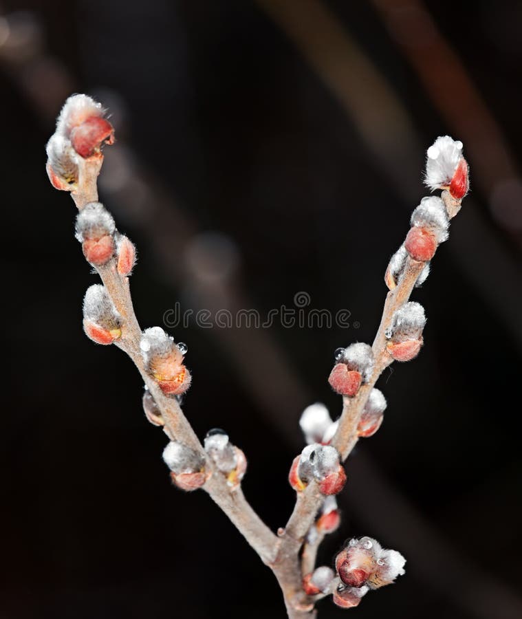Willow in spring stock image. Image of growing, flying - 68792073