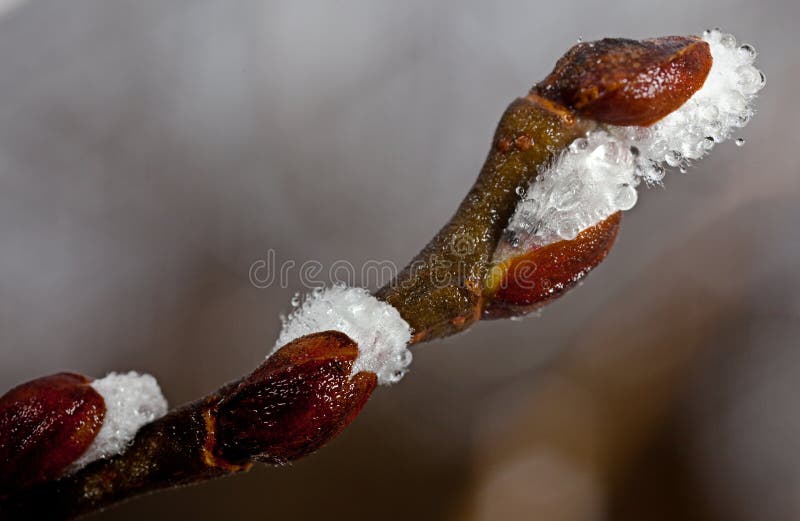 Flowers Willow Spring (Salix) Stock Image - Image of branch, growth ...