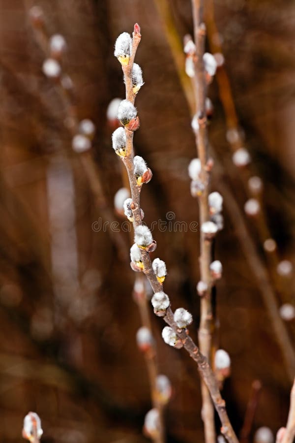 Willow in spring stock image. Image of growing, flying - 68792073