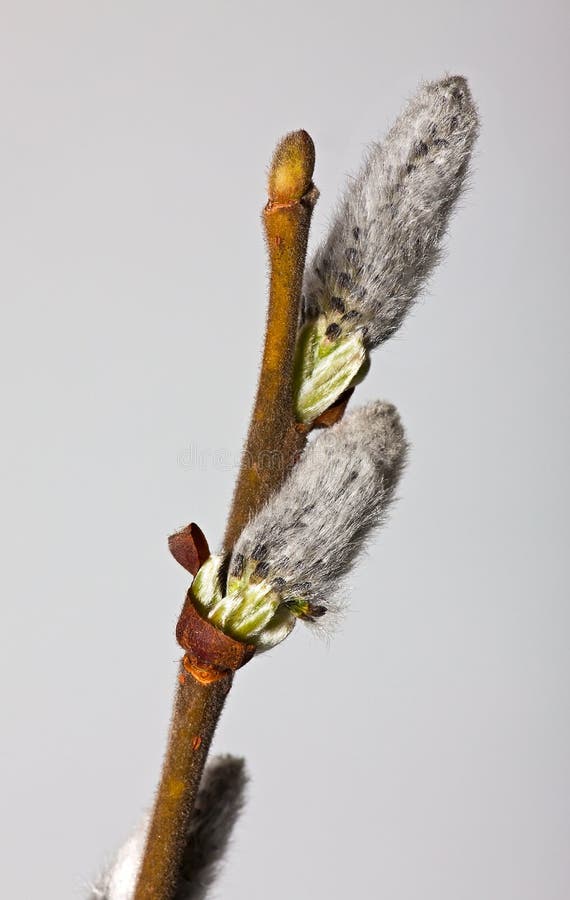 Willow in spring stock image. Image of growing, flying - 68792073