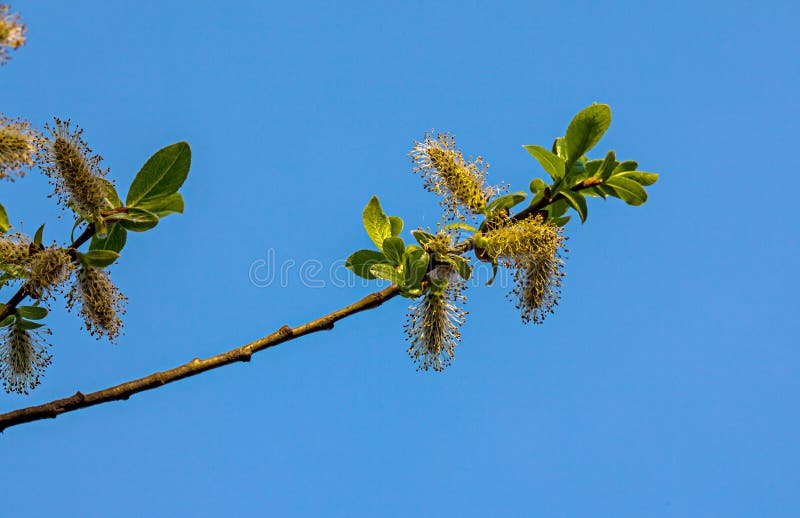 Willow in spring stock image. Image of growing, flying - 68792073