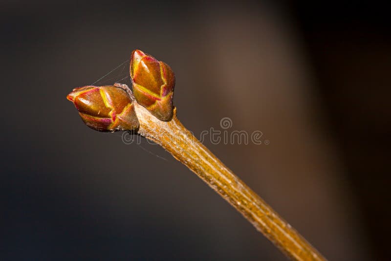 Willow in spring stock image. Image of growing, flying - 68792073