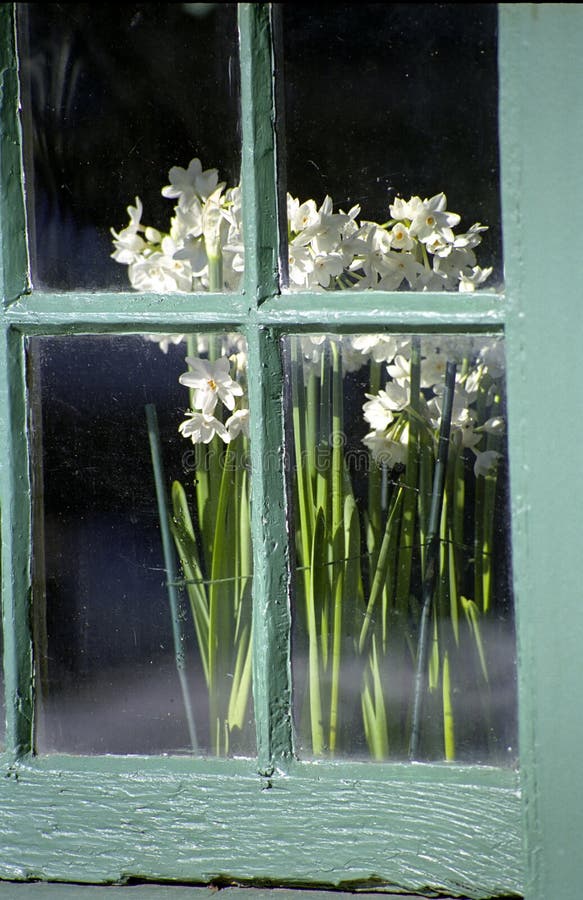 Flowers on Window in the Evening Stock Photo - Image of decoration ...