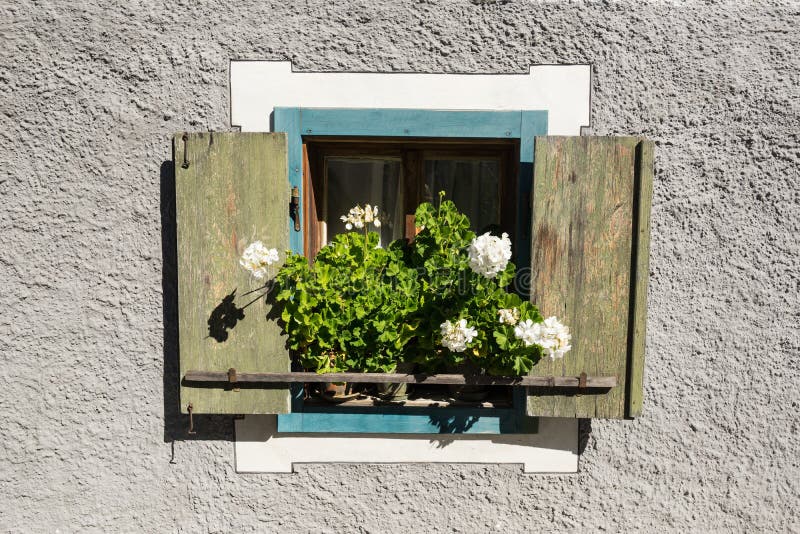 Flowers on the Window Sill. Pelargonium Blossom is Blooming Stock Image ...
