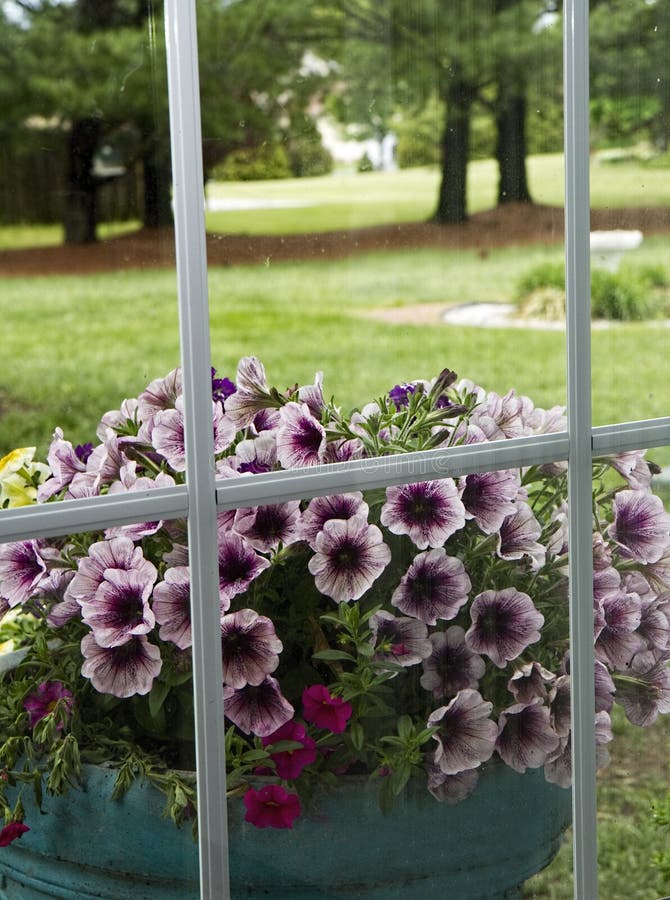 View through My Window stock photo. Image of pane, garden - 8759438
