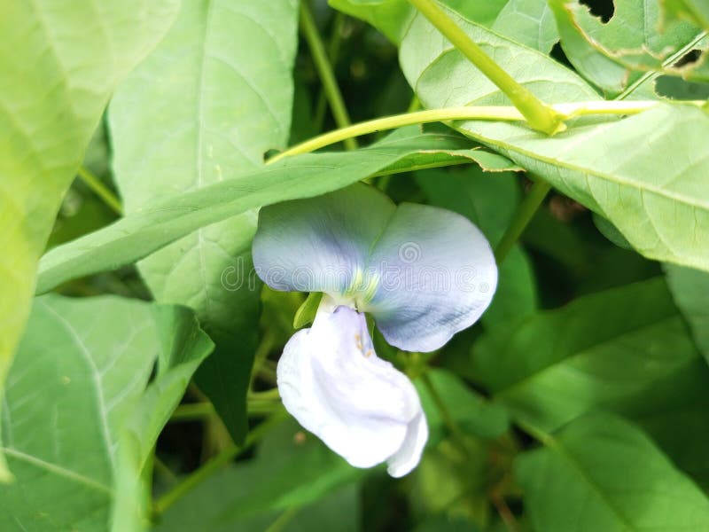 Flowers from Winged Bean Plants that Have Bloomed Stock Image - Image ...