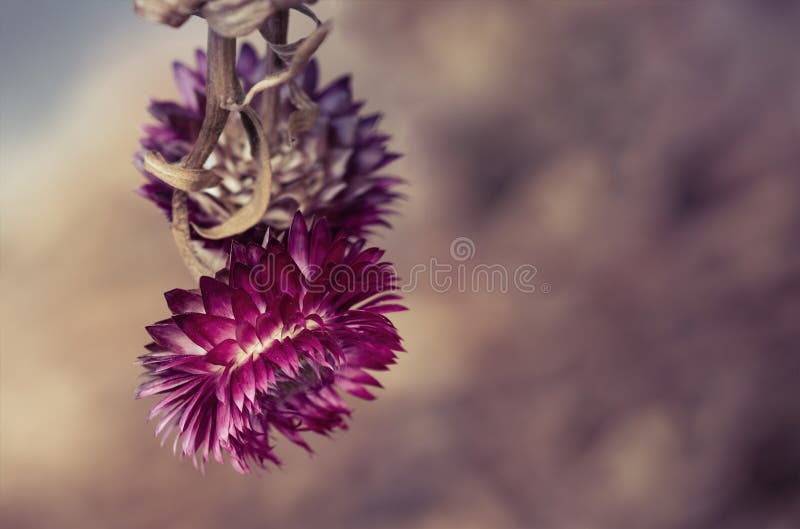 Flowers in Winter with Deep Color and Beautiful Bokeh Stock Image ...