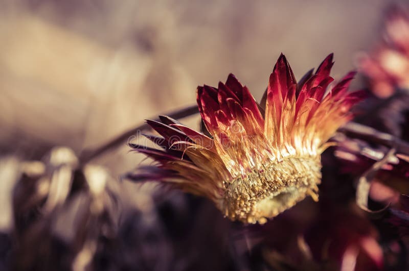 Flowers in Winter with Deep Color and Beautiful Bokeh Stock Photo ...