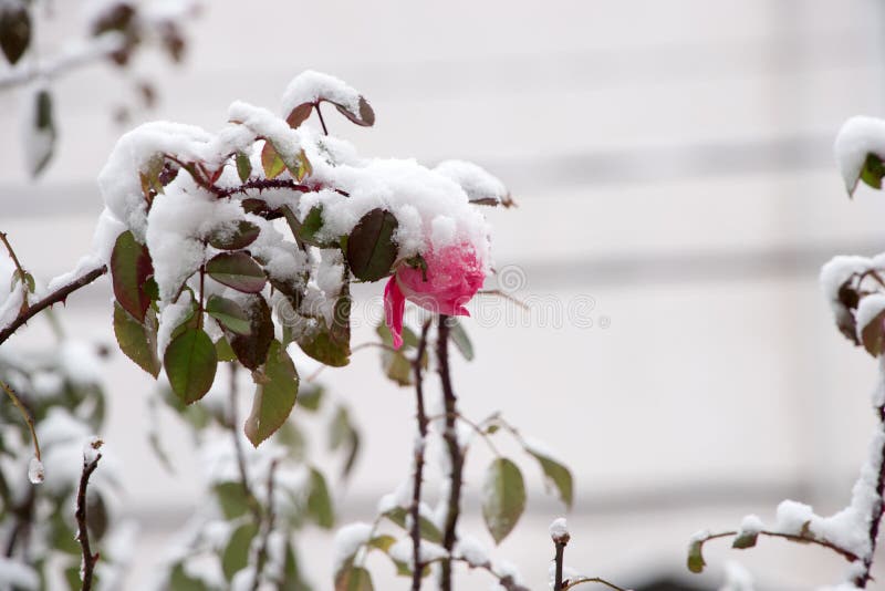 Flowers in the Winter Garden. Stock Image - Image of beautiful, floral ...