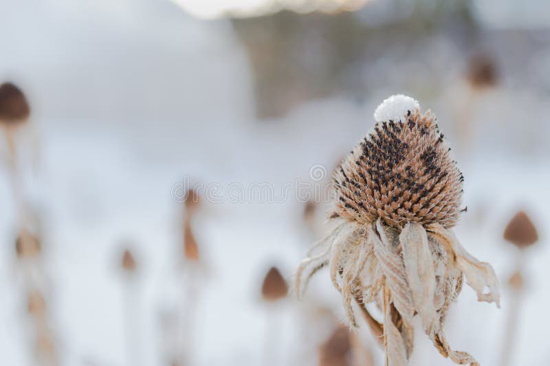 Flowers in winter stock photo. Image of freezing, outdoor - 84466248