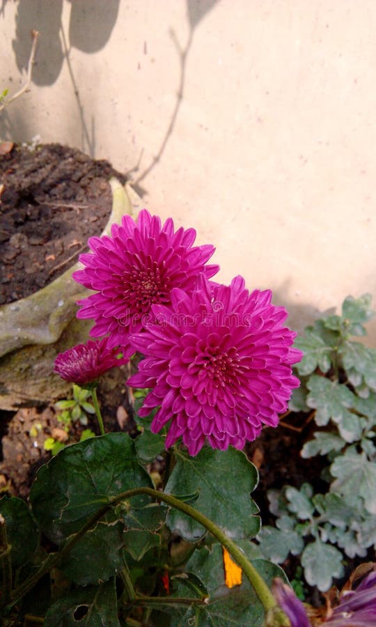 Chanda Mallika Stock Photos - Free & Royalty-Free Stock Photos from ...