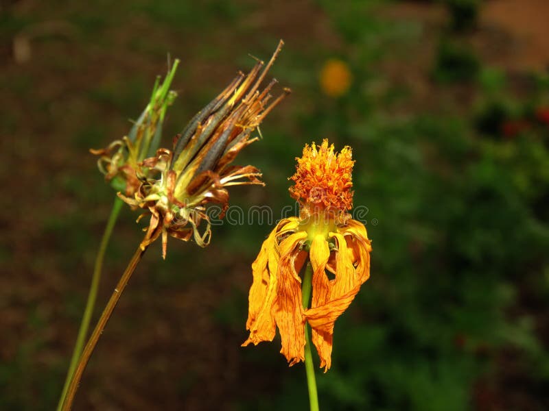 Flowers withered and seeds stock photo. Image of growth - 95557114