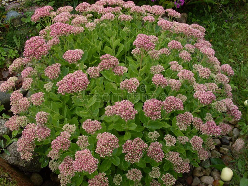 Flowers stock image. Image of huge, garden, flowers, wonderful - 43875979