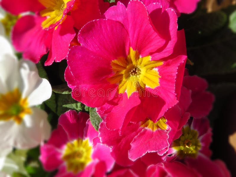 Flowers stock photo. Image of violet, green, village - 50310052