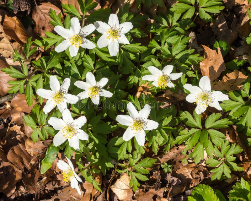 Flowers of the Wood Anemone in Spring Stock Photo - Image of windflower ...