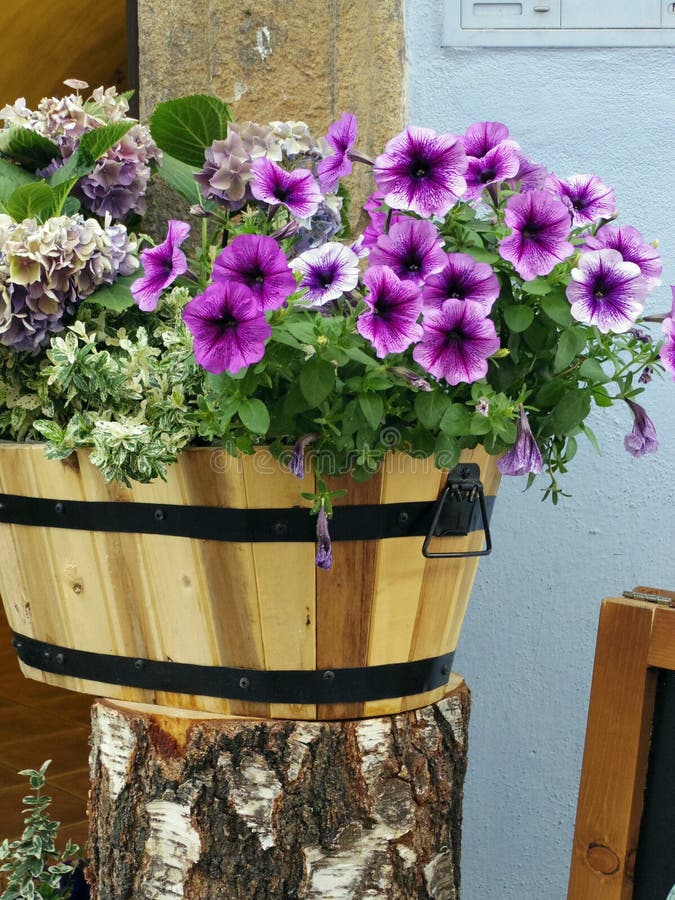 Flowers in wood bucket stock image. Image of bright, house - 44565987