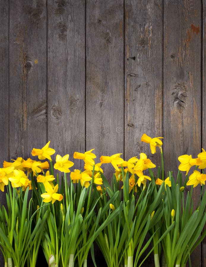 Flowers Wood Fence Background Stock Image - Image of yellow, warm: 24782879