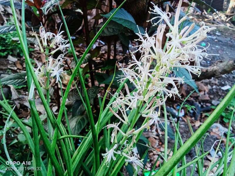 Flowers in the yard stock image. Image of garden, wildflower - 342072695