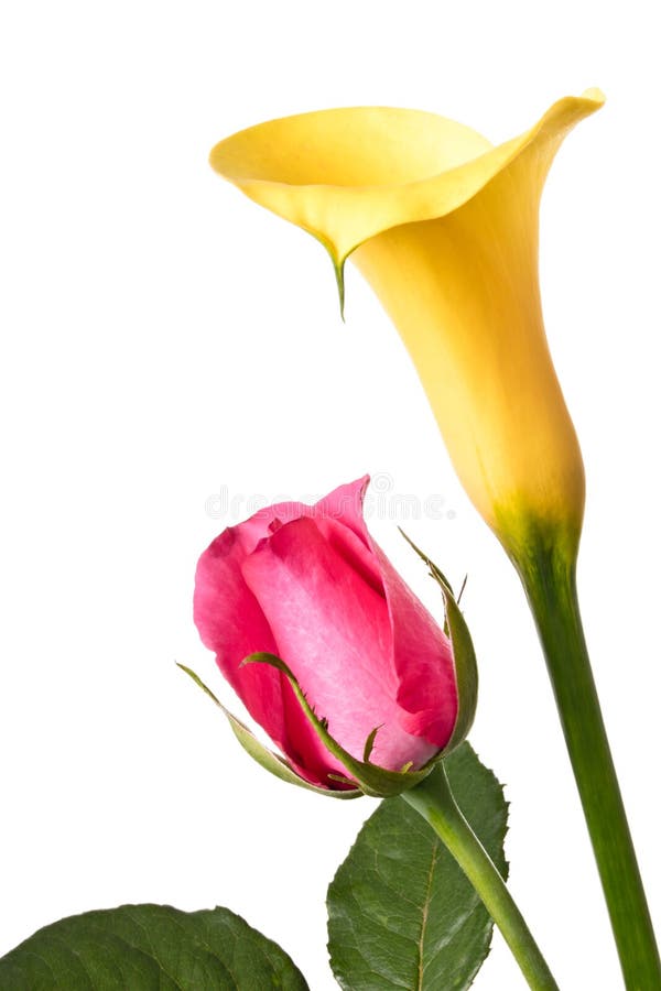 Flowers. Yellow Calla and Pink Rose Isolated on White Stock Photo ...
