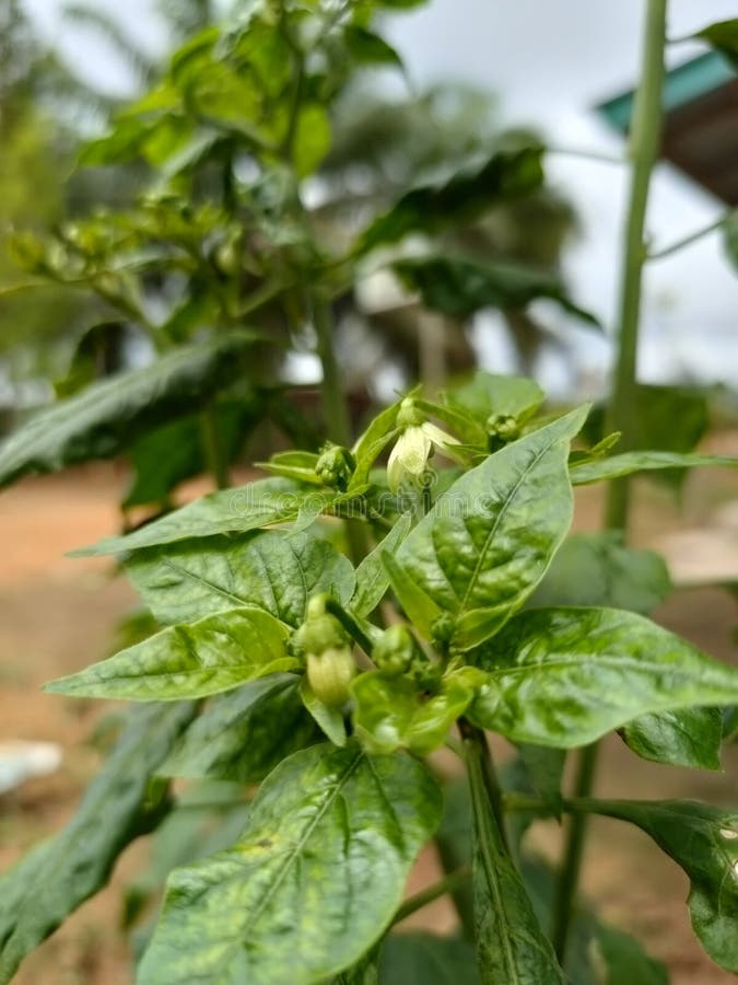 Flowers of Yellow chilli stock image. Image of mace - 271079657