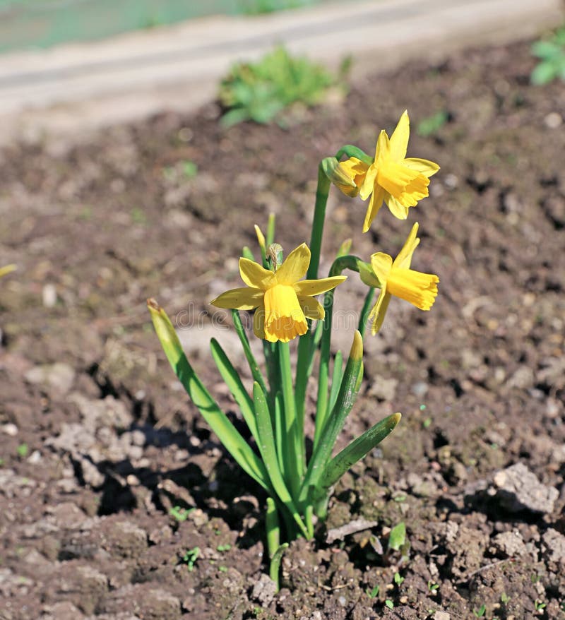 Flowers Yellow Daffodils in Early Spring Stock Photo - Image of flowers ...