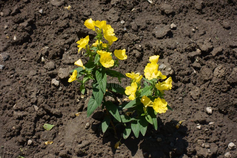 Flowers of Yellow Evening Primrose Stock Photo - Image of florescence ...