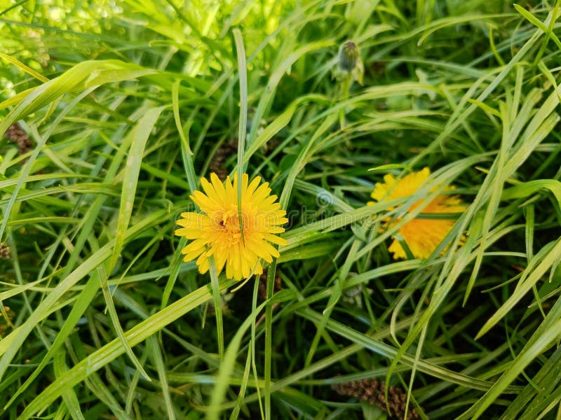 Two Yellow Dandelions Bloom Profusely in the Grass Stock Photo - Image ...