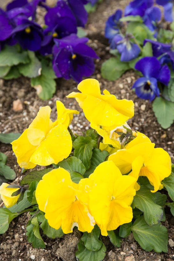 Flowers of yellow pansy stock photo. Image of fresh, bloom - 37106214