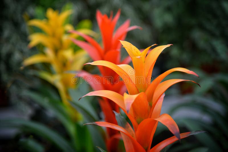 Flowers stock photo. Image of beautiful, green, flower - 77852810