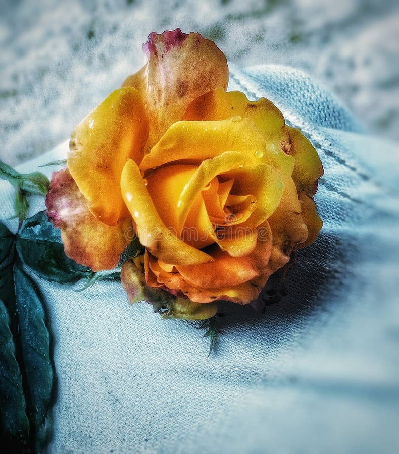 Full Sam Flowers Stock Photos - Free & Royalty-Free Stock Photos from ...