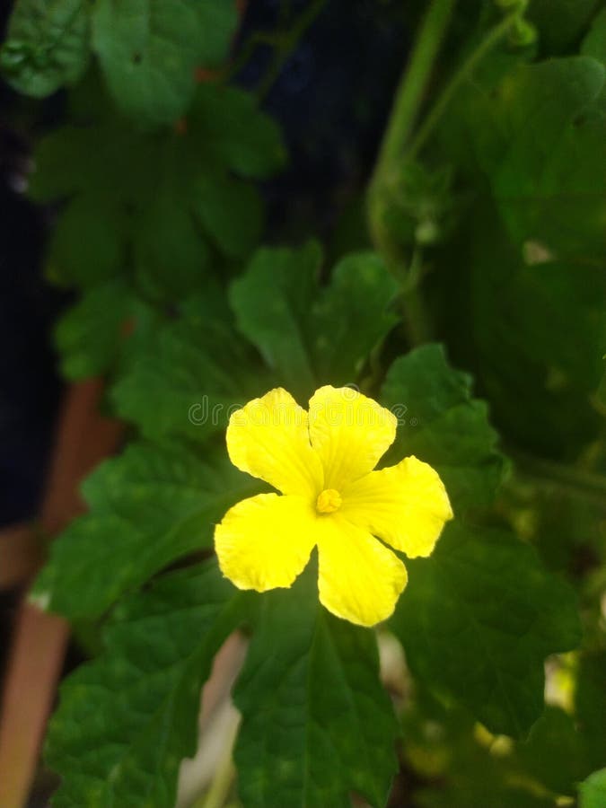 Flowers yelo kuning stock image. Image of yellow, yelo - 254665579