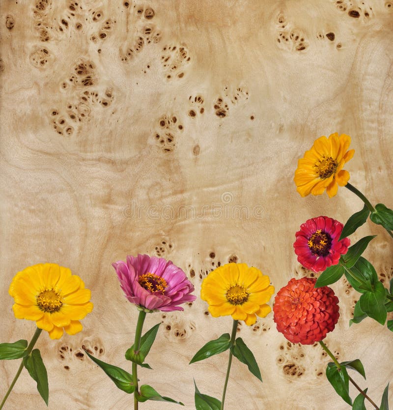 Flowers Zinnia and Root of a Poplar Stock Photo - Image of flower ...