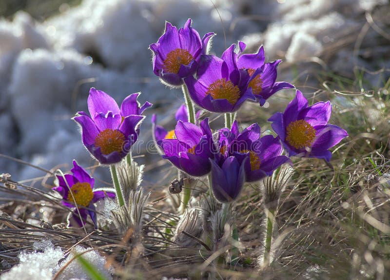 The Flowerses in snow. stock photo. Image of primrose - 24782082