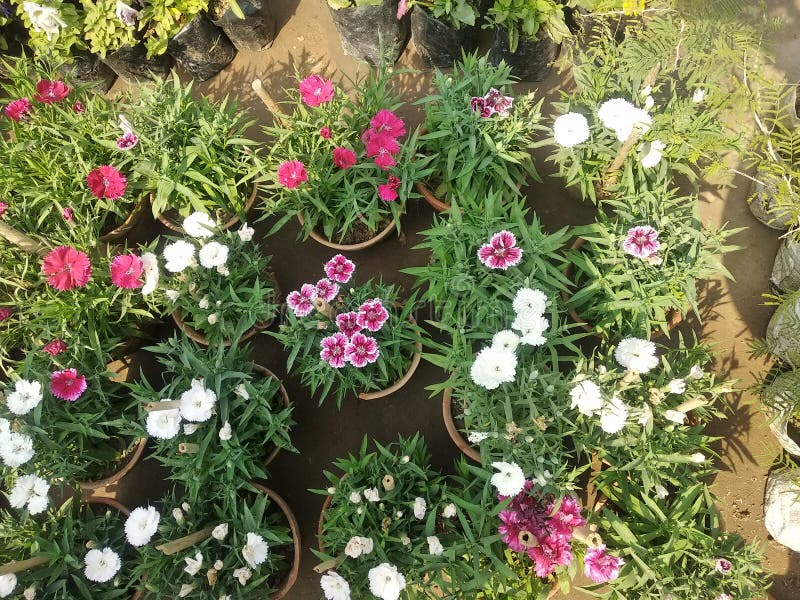 Flowerspot Have a There are Many Flowers Looking Good Stock Image ...