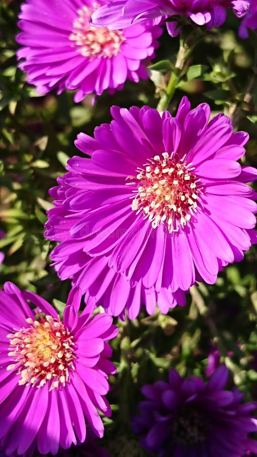 Flowertime stock photo. Image of park, flowers, cute - 100840296