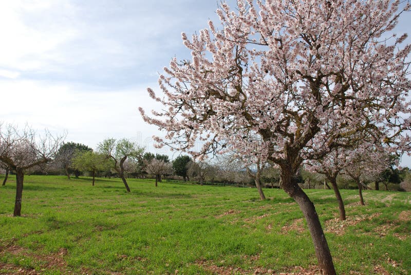 Flowery Almond Tree (spring) Stock Photo - Image of snacks, almonds ...