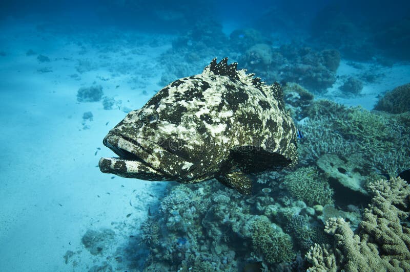 Flowery cod stock photo. Image of water, peaceful, cave - 15852260
