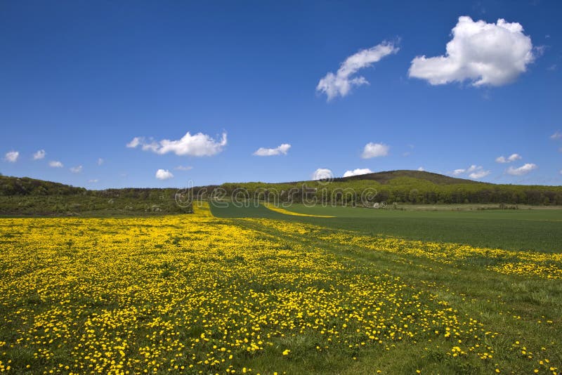 Flowery field. stock image. Image of yellow, trip, forest - 7560891