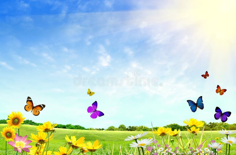 Flowery field stock photo. Image of land, grow, clouds - 9710210