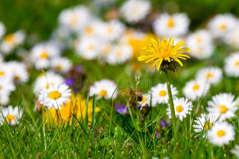 Flowery field stock image. Image of grass, colorful, beautiful - 32772591