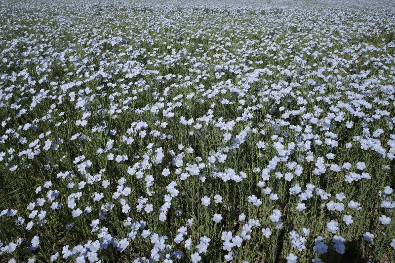 Flowery field of linen stock image. Image of flora, nature - 115750883
