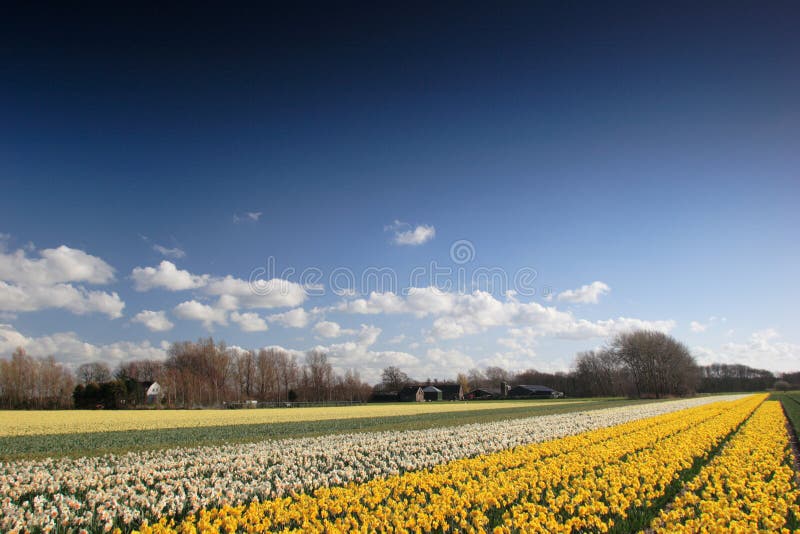 Flowery landscape stock image. Image of landscape, floral - 7178319