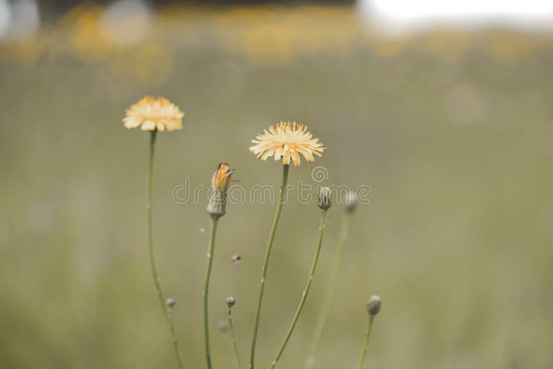 Flowery Landscape in Vintage Color Effect Stock Photo - Image of pampas ...